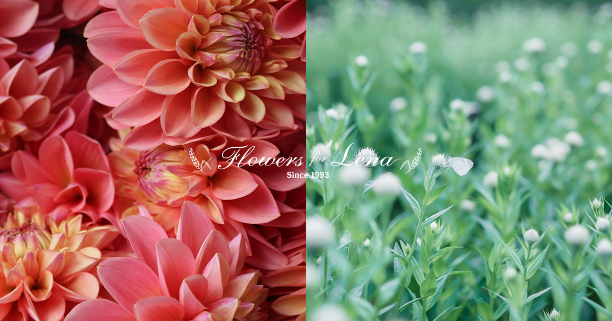 Flowers for Lena (フラワーズフォーレナ) かわいいお花屋さん | 想いのままに ～レフアのひとりごと～